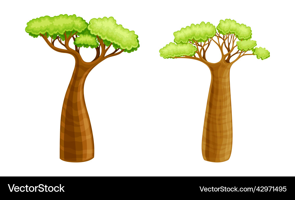 Baobab trees set powerful plant with green Vector Image