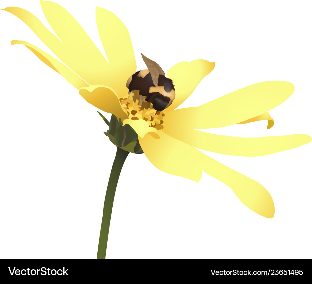 Bumblebee Royalty Free Vector Image - VectorStock