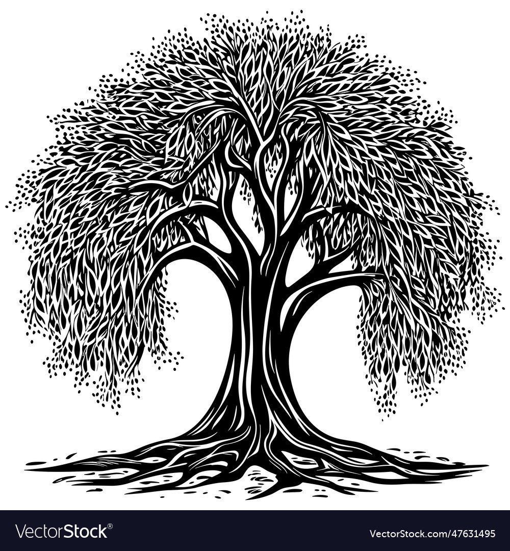 Willow tree black and white Royalty Free Vector Image Willow tree black and white Royalty Free Vector Image