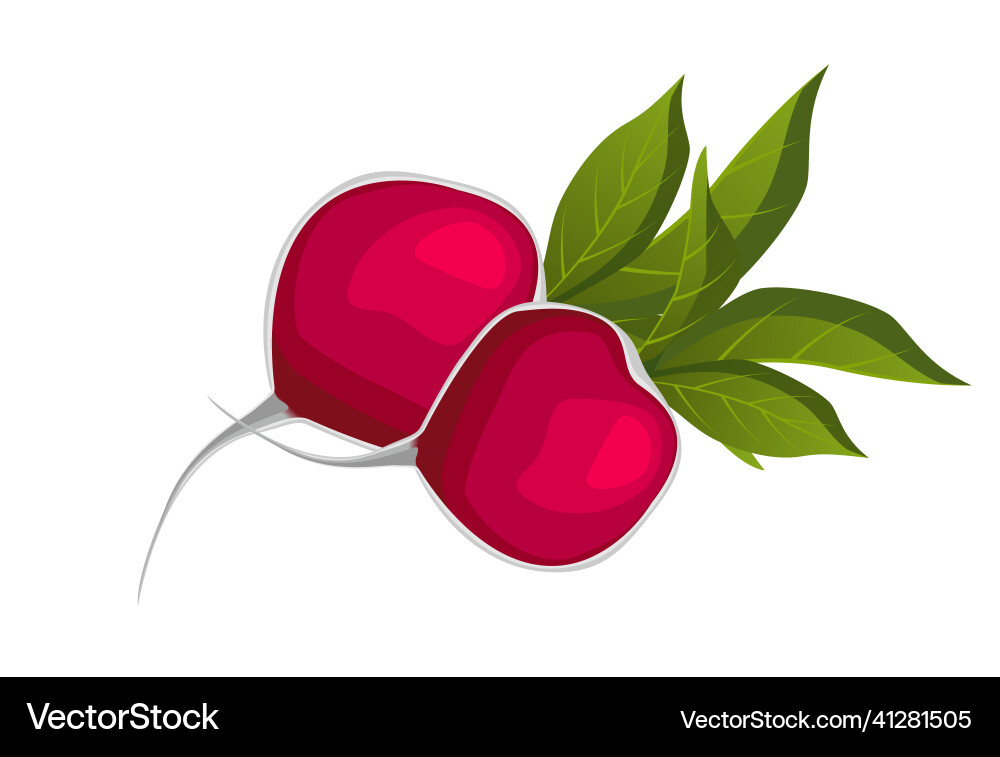 Realistic fresh radish on white background Vector Image
