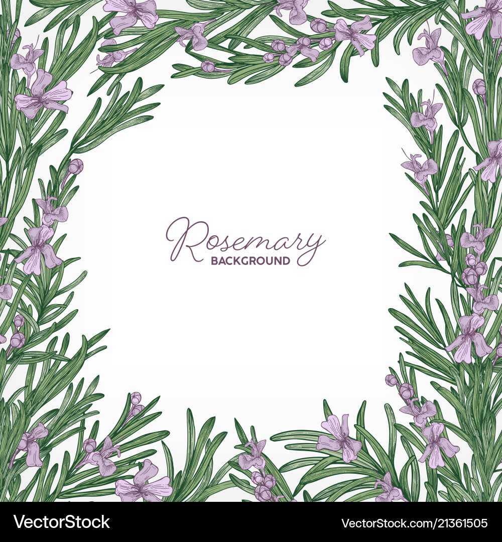 Square backdrop with frame made of rosemary Vector Image