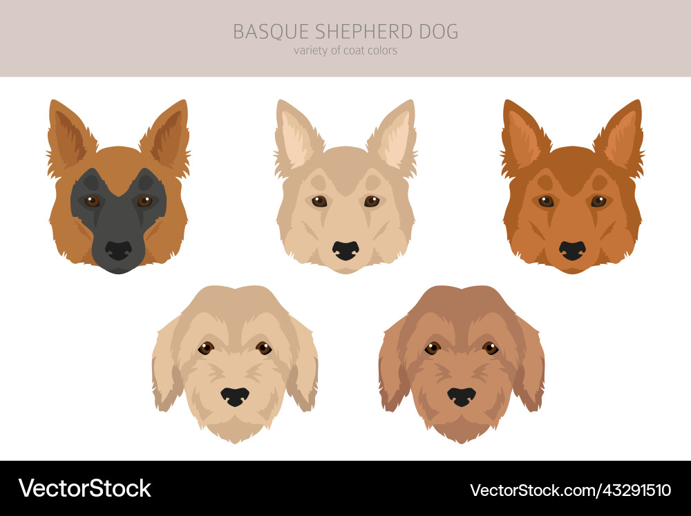 Basque shepherd dog all colours clipart different Vector Image
