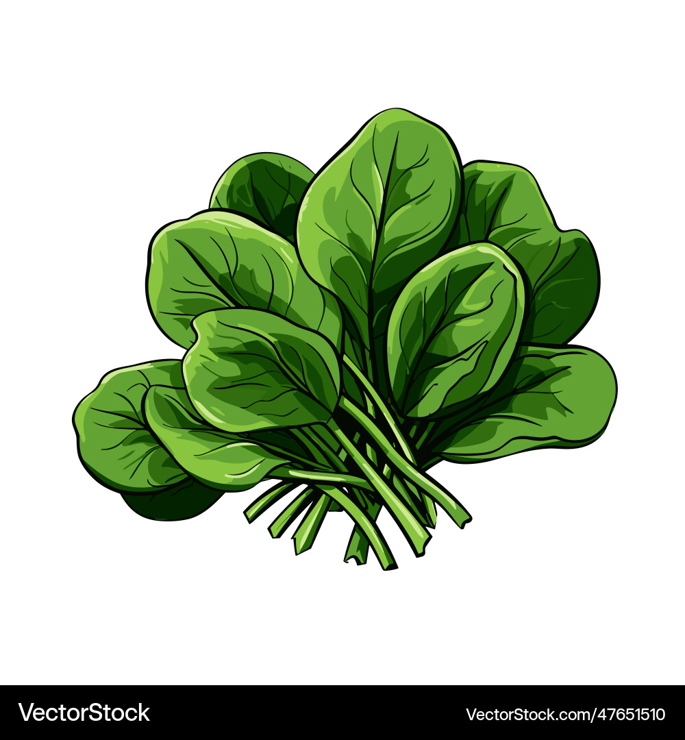 Spinach Vector