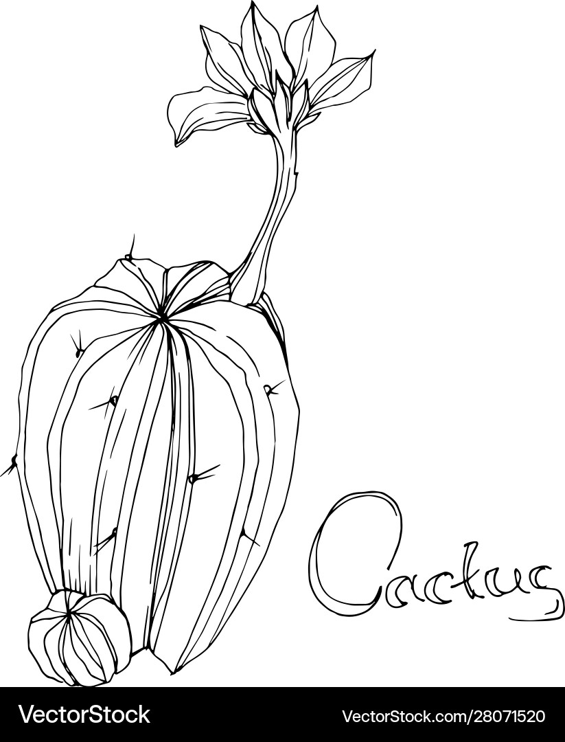Cactus floral botanical flower black Royalty Free Vector
