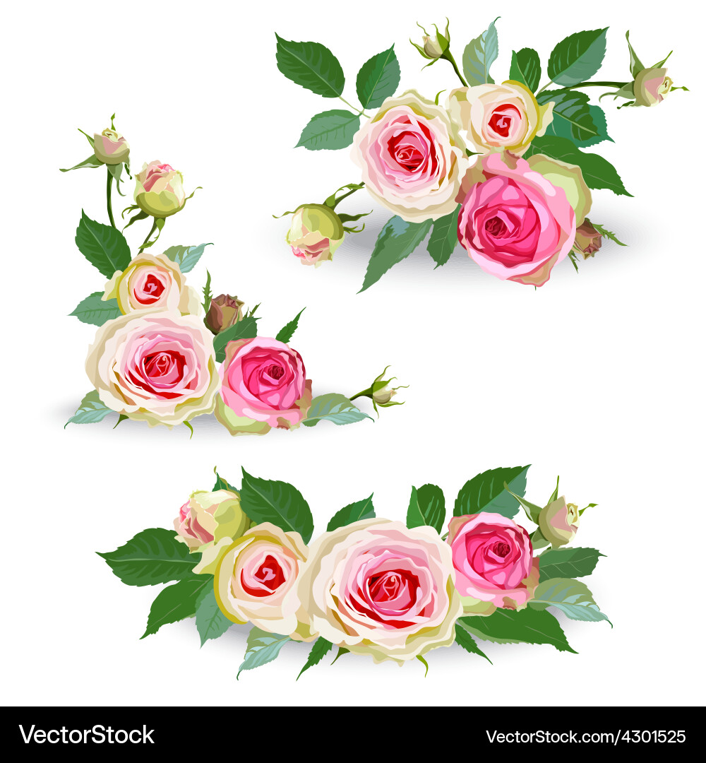 Set of pink roses Royalty Free Vector Image - VectorStock