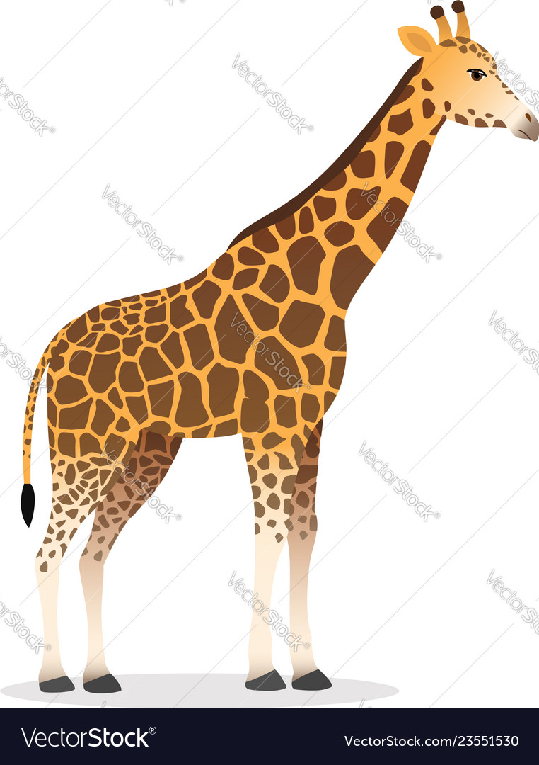 Giraffe realistic african animal wildlife Vector Image