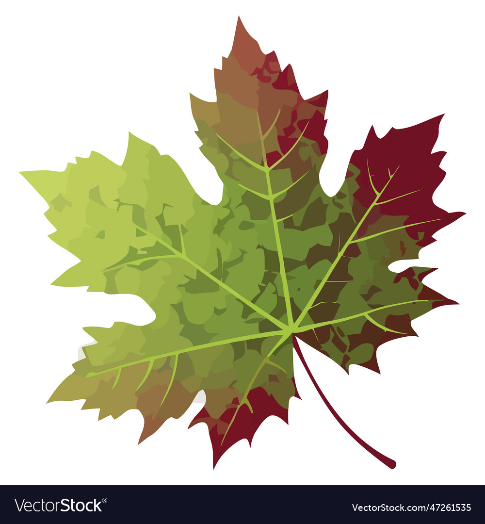 Autumn maple leaf Royalty Free Vector Image - VectorStock