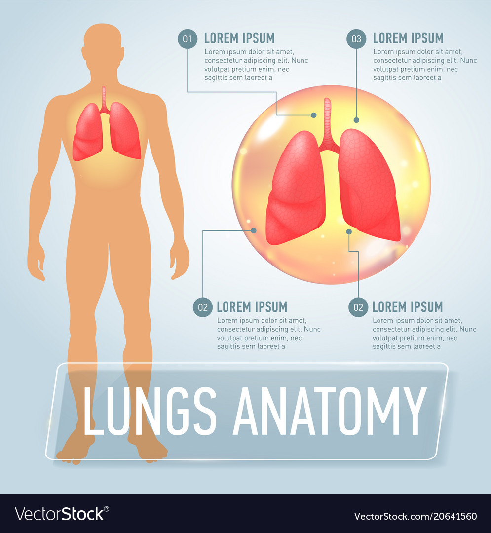 Lung modern medical infographics internal organs Vector Image