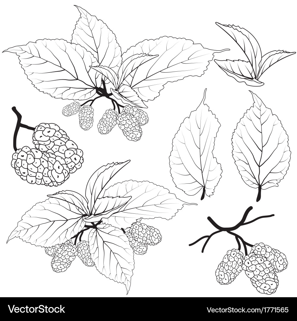 Mulberry Royalty Free Vector Image - VectorStock
