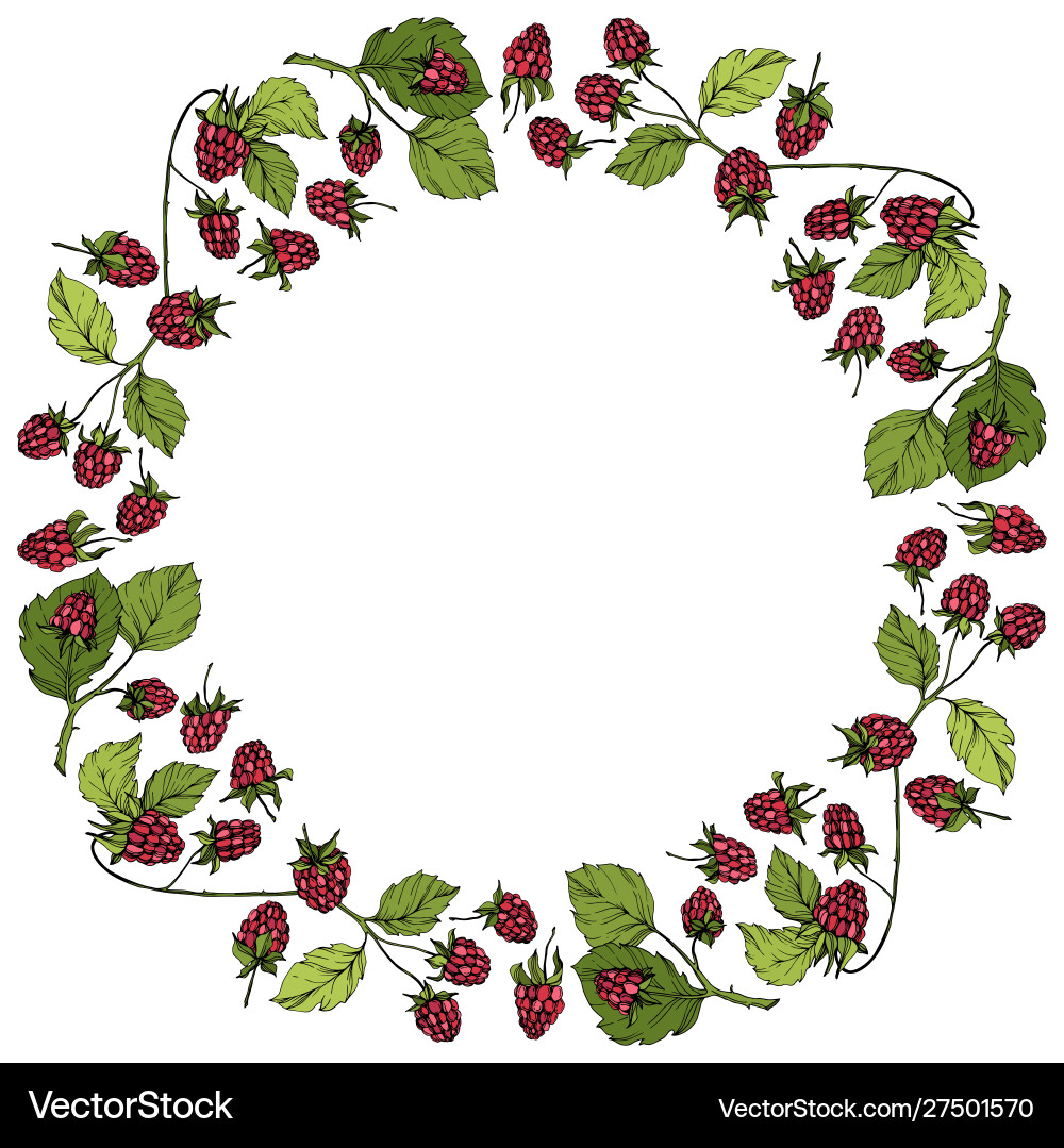 Raspberry healthy food isolated red Royalty Free Vector