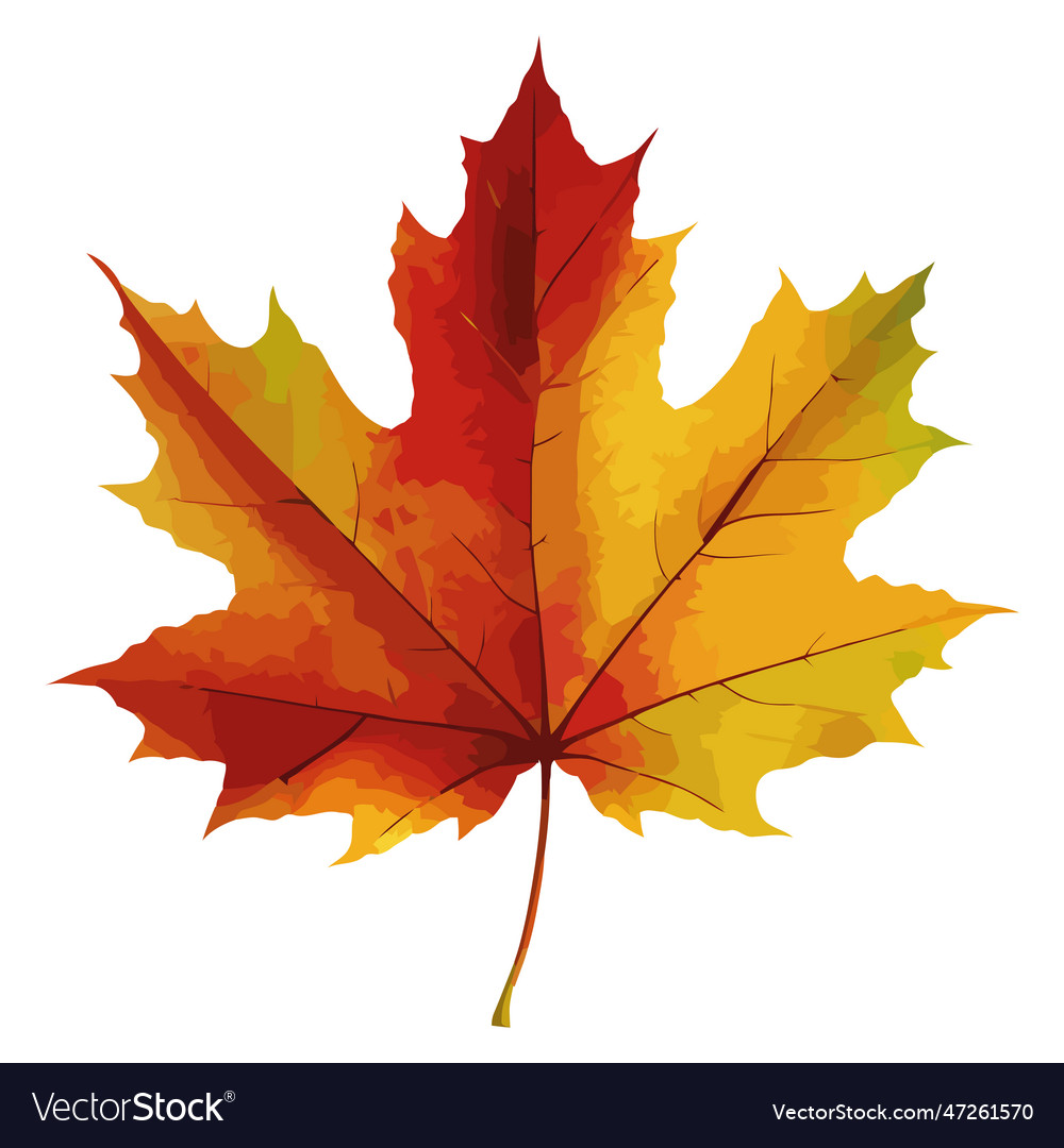 Vibrant autumn maple tree leaf Royalty Free Vector Image