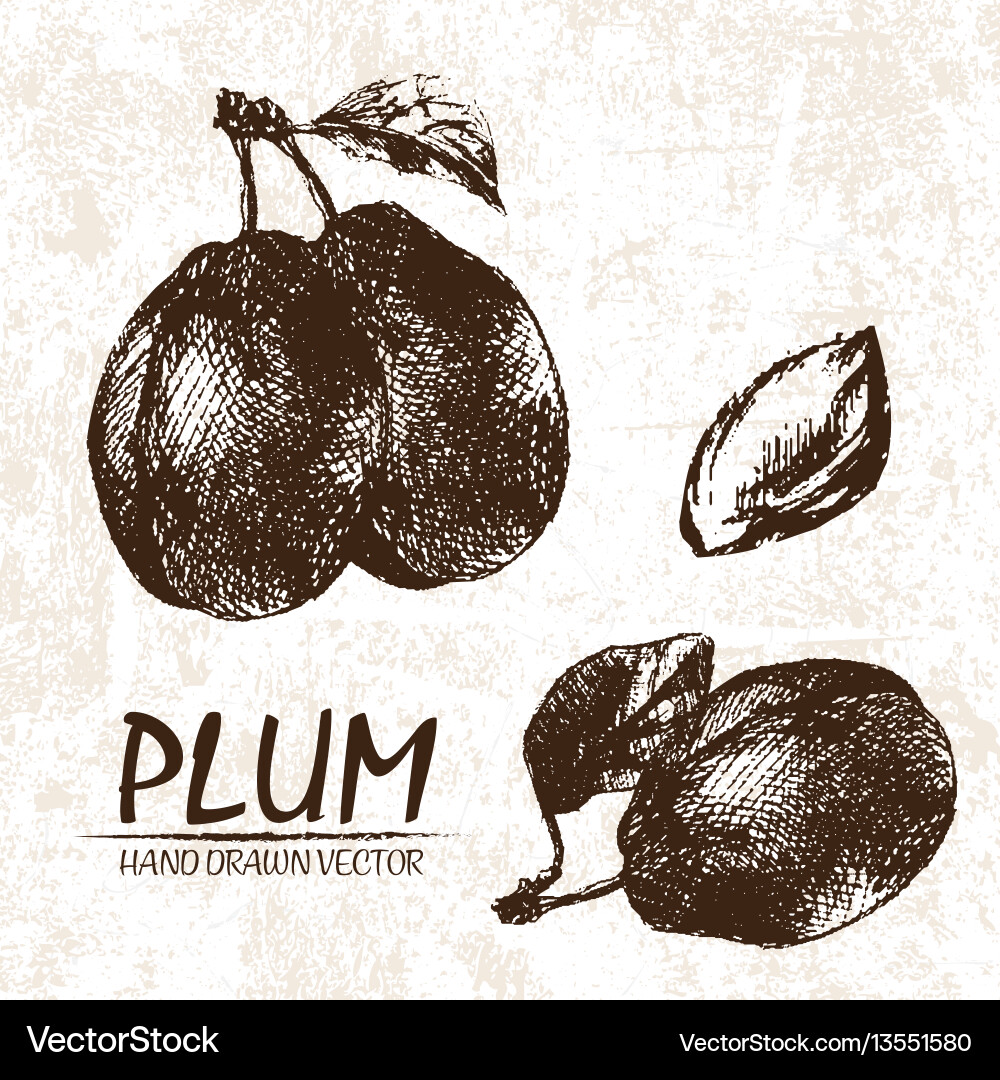 Digital detailed plum hand drawn Royalty Free Vector Image