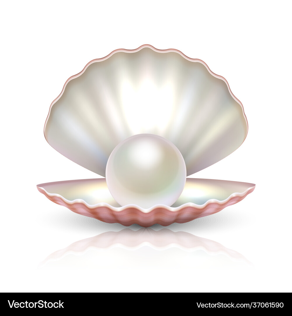 3d realistic beautiful natural opened pearl Vector Image