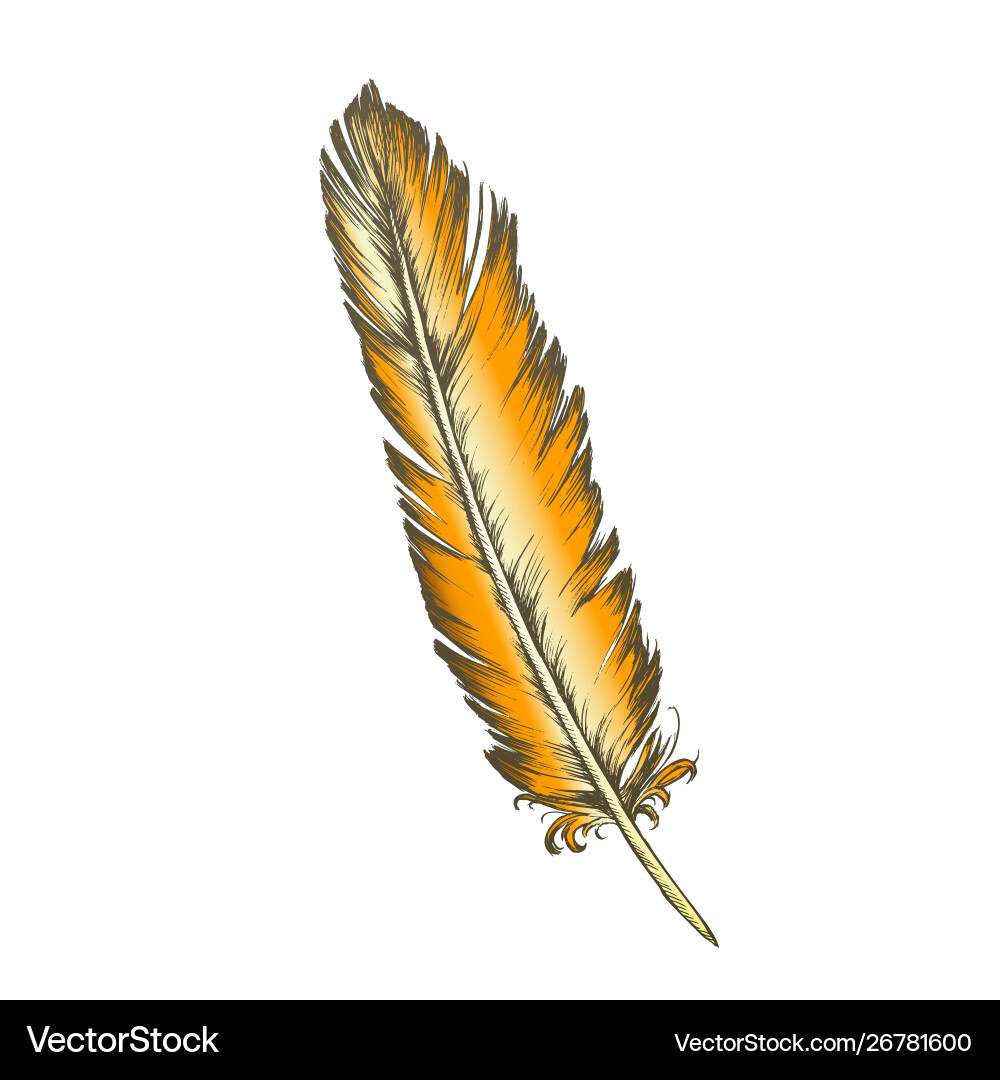 Color decorative bird element feather monochrome Vector Image