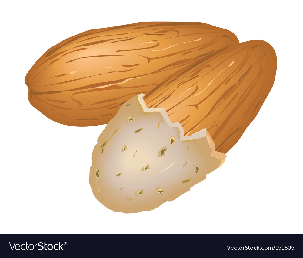 Almond Royalty Free Vector Image Vectorstock