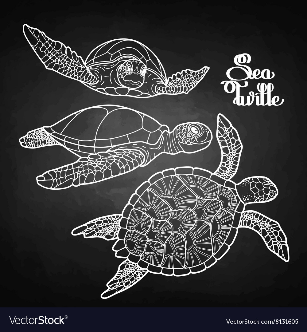 Hawksbill sea turtle collection Royalty Free Vector Image
