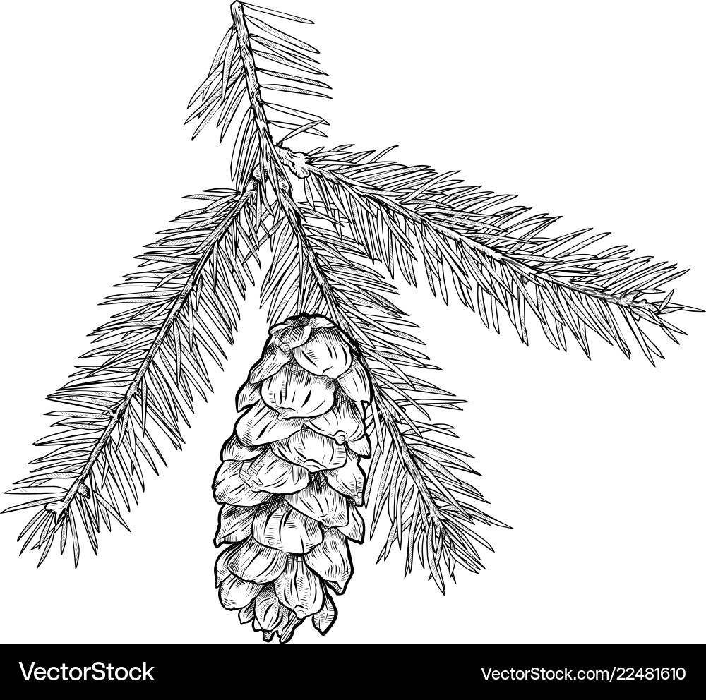Hand drawn fir tree branch with cone isolated Vector Image