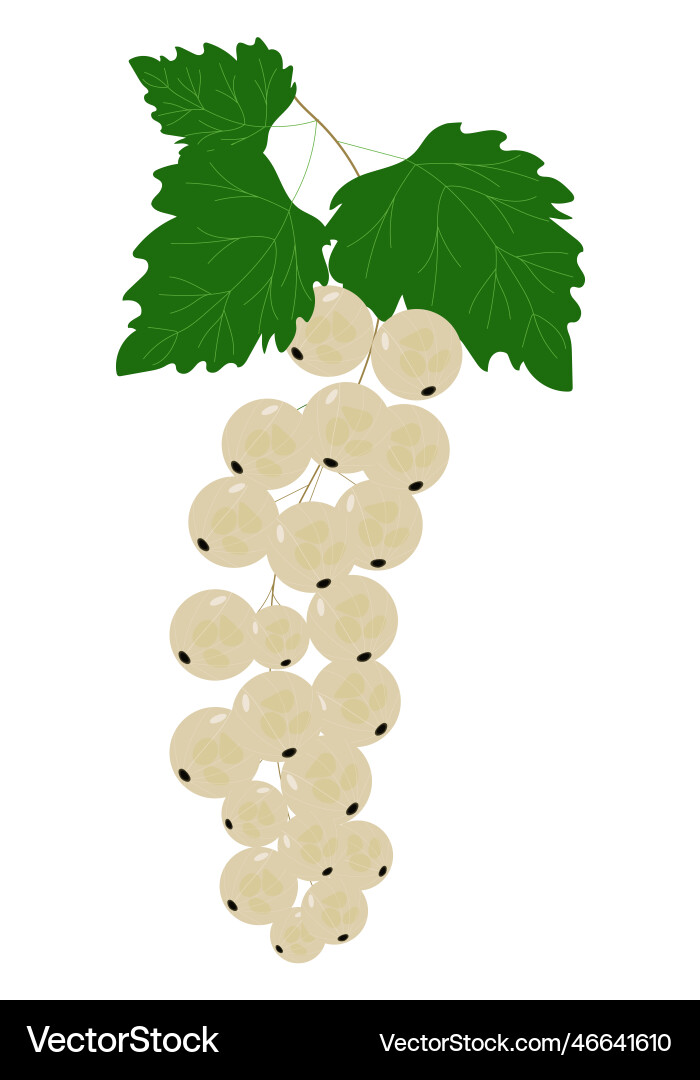 White currant sprig of currant on a Royalty Free Vector