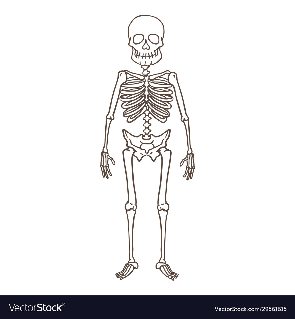 Outline Character Human Skeleton Royalty Free Vector Image