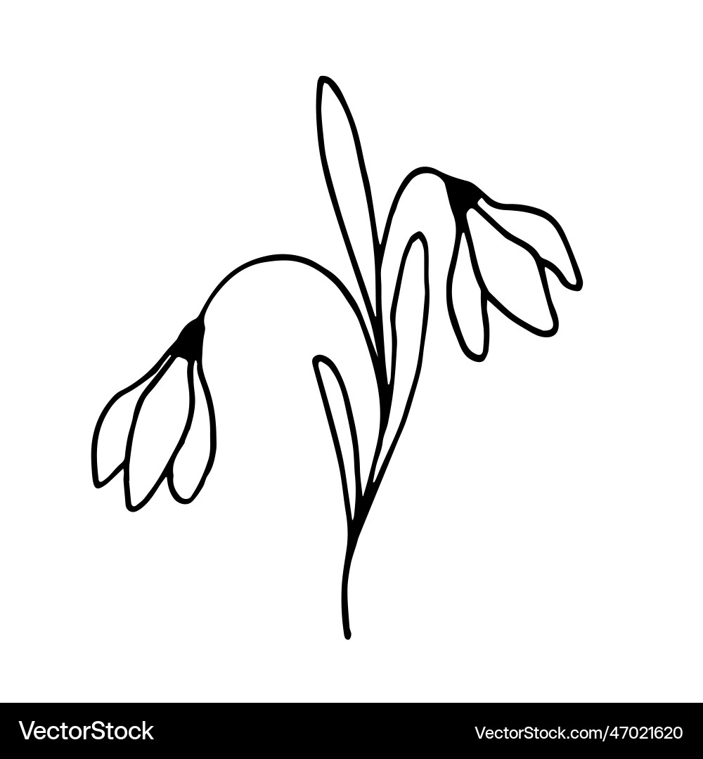 2 doodle snowdrops Royalty Free Vector Image - VectorStock