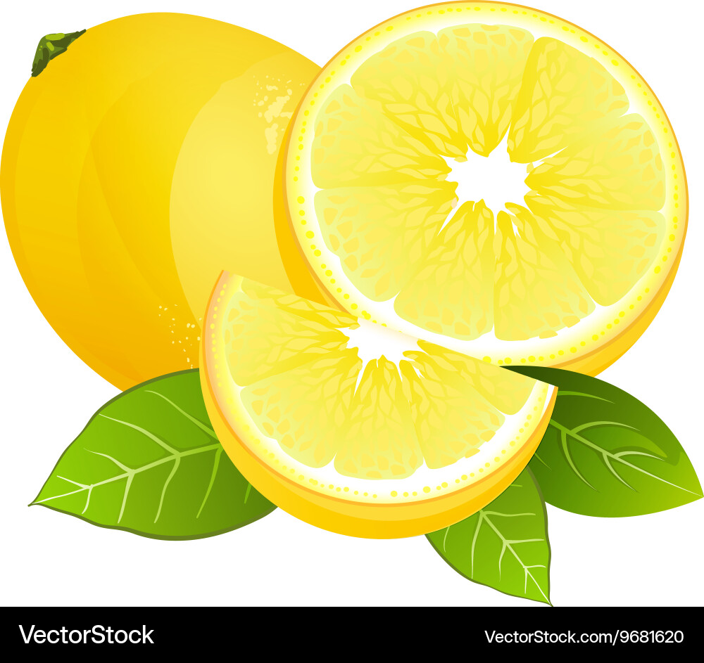 Fresh lemon fruit slice realistic juicy citrus Vector Image