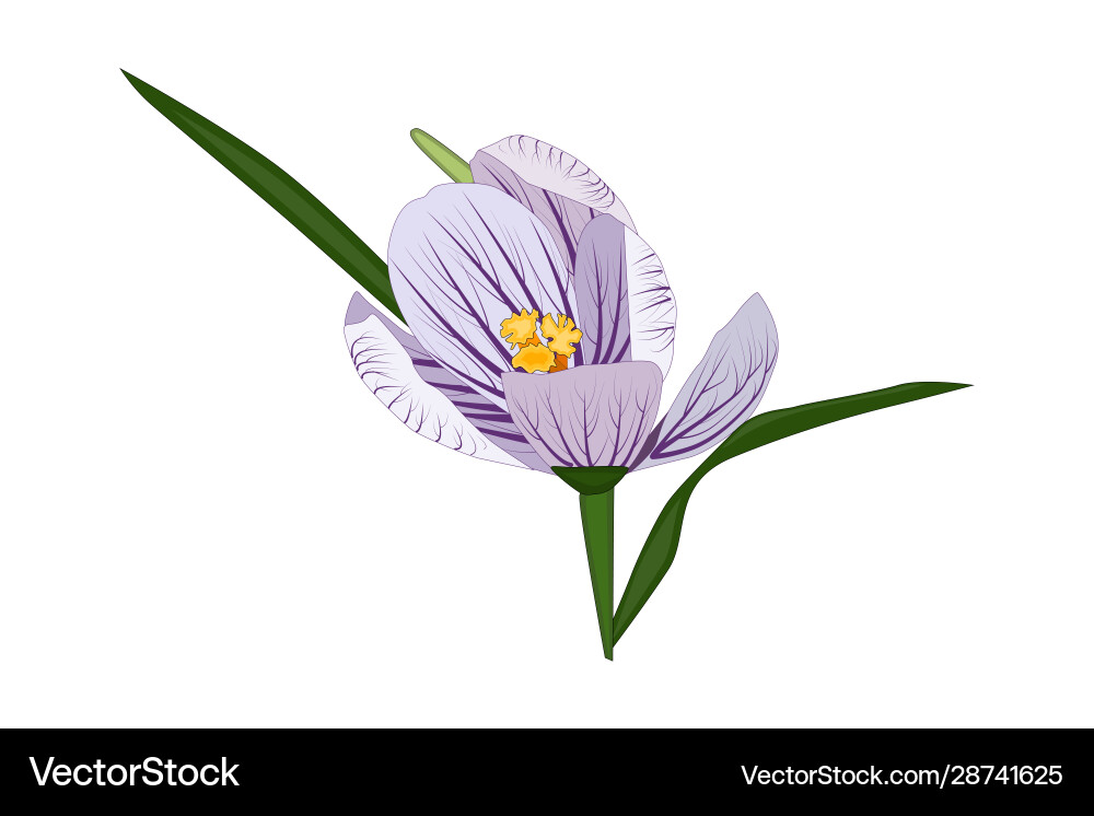 Purple crocus flower isolated on white background Vector Image