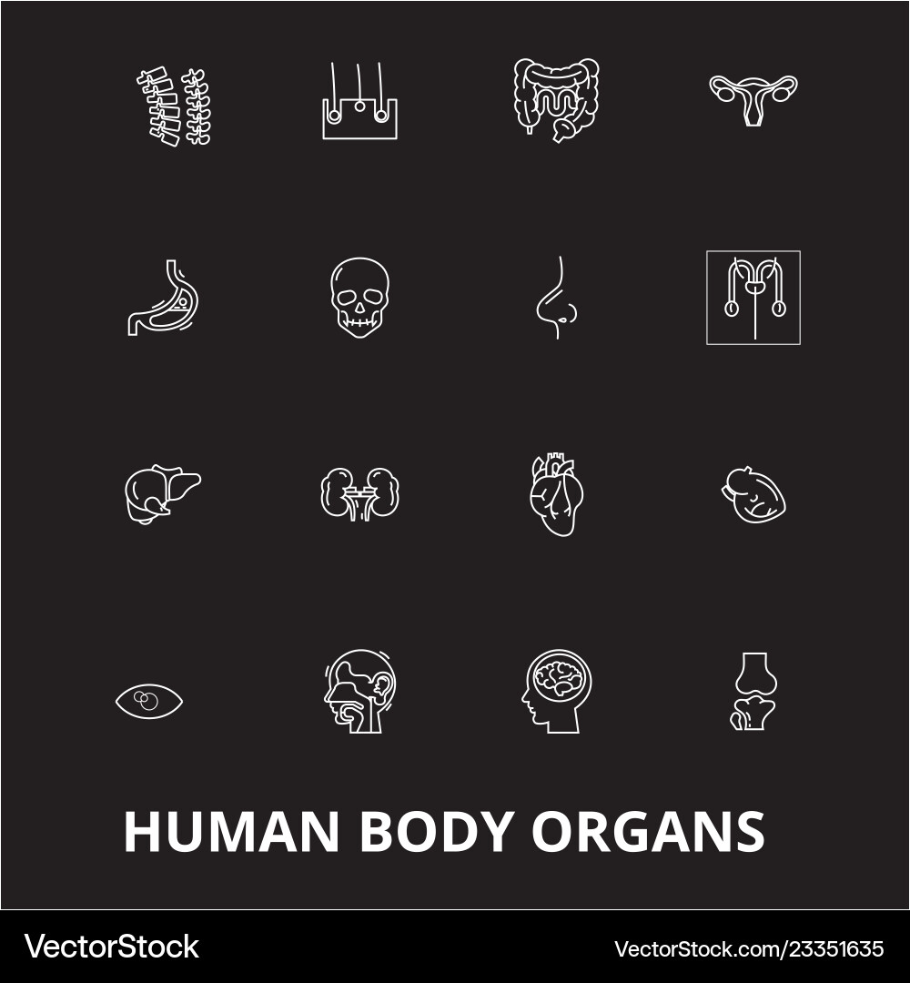 Human body organs editable line icons set Vector Image