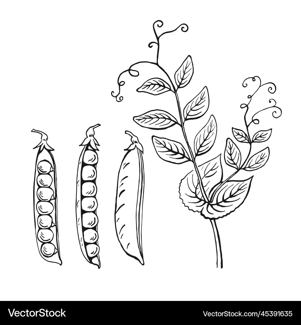 Peas pods sketch set hand drawn converted Vector Image