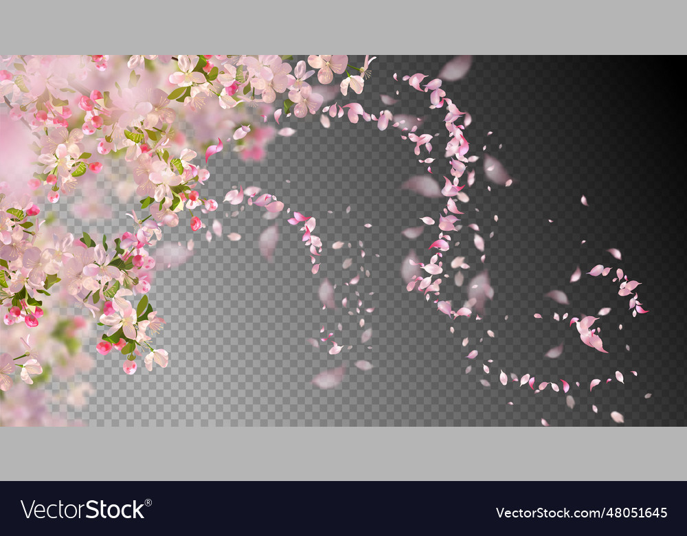 Spring cherry blossom Royalty Free Vector Image