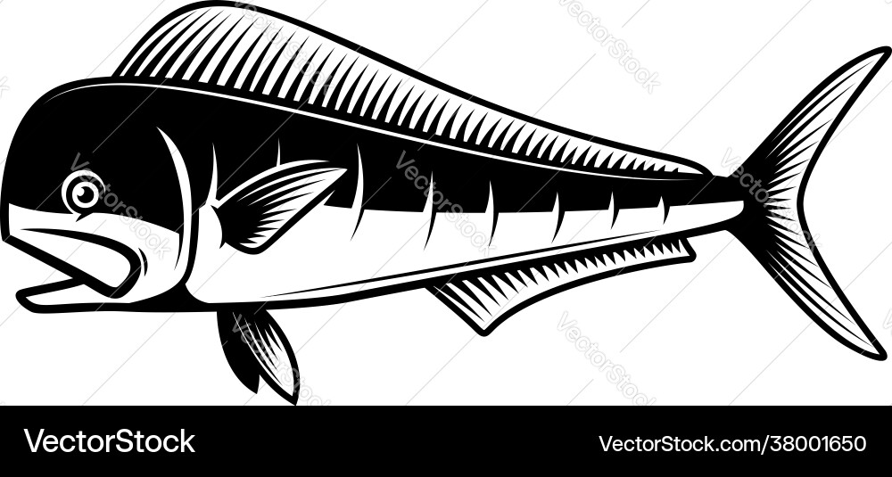 Mahi fish design element for poster card Vector Image