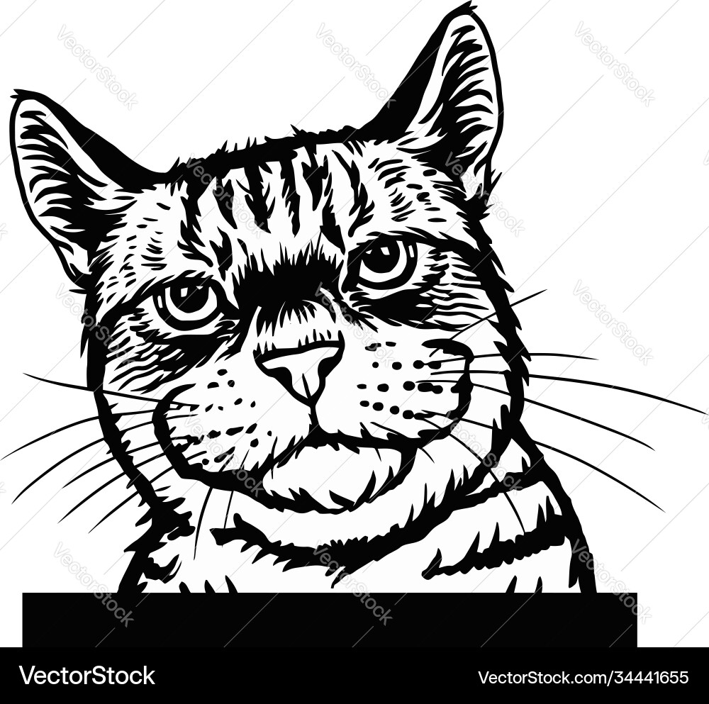 Cheeky cat - peeking out face head isolated Vector Image