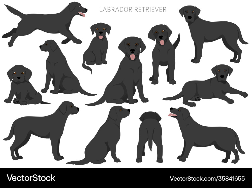 Labrador retriever dogs in different poses Vector Image