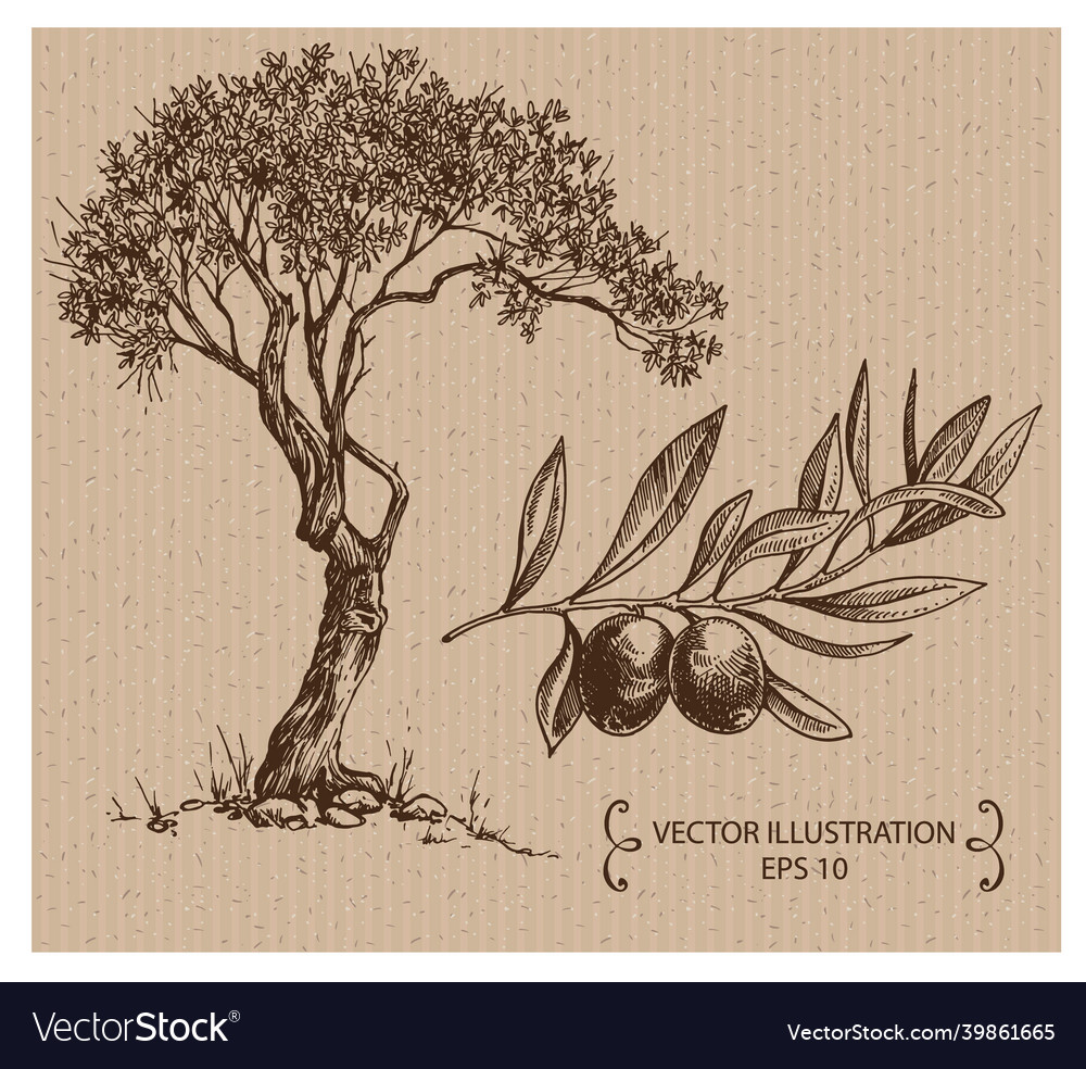 Olive tree Royalty Free Vector Image - VectorStock