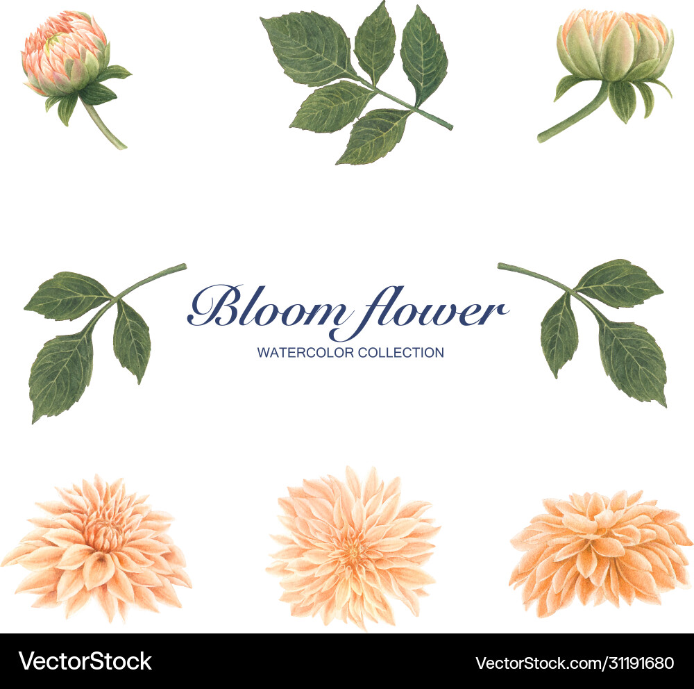 Bloom flower element design watercolor on white Vector Image