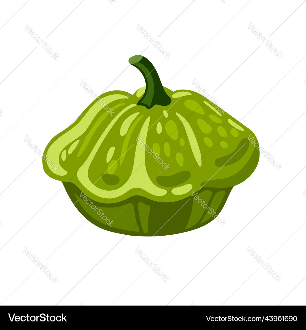 Green pattypan squash decorative pumpkin gourd Vector Image