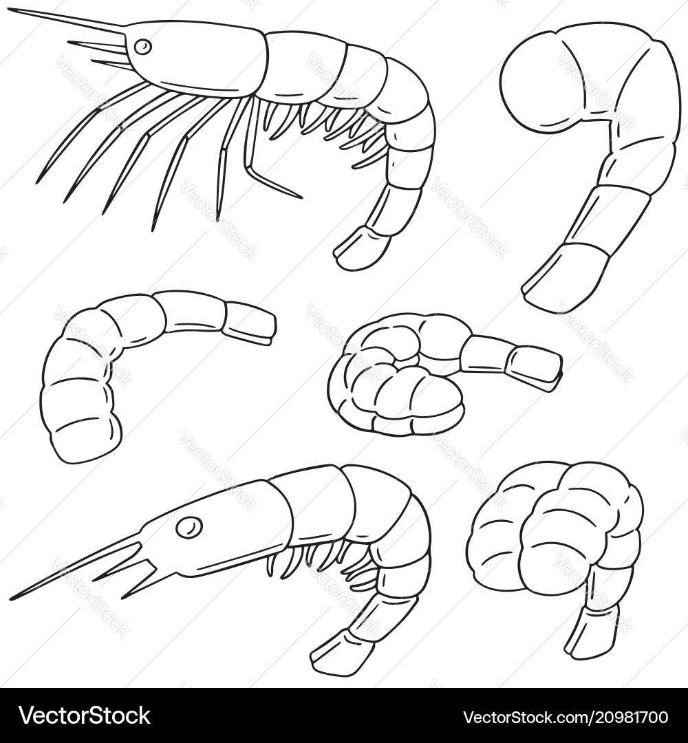 Set of shrimp Royalty Free Vector Image - VectorStock