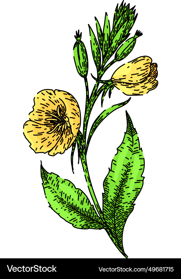 Yellow evening primrose sketch hand drawn Vector Image