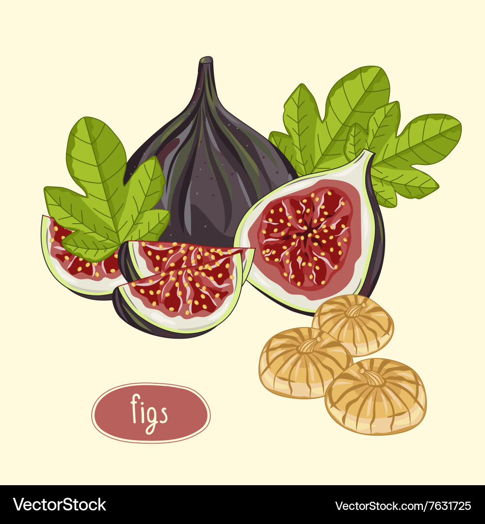 Figs fruits isolated on light background Vector Image