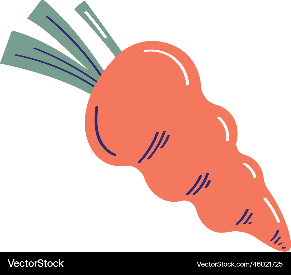 Fresh carrot vegetable Royalty Free Vector Image