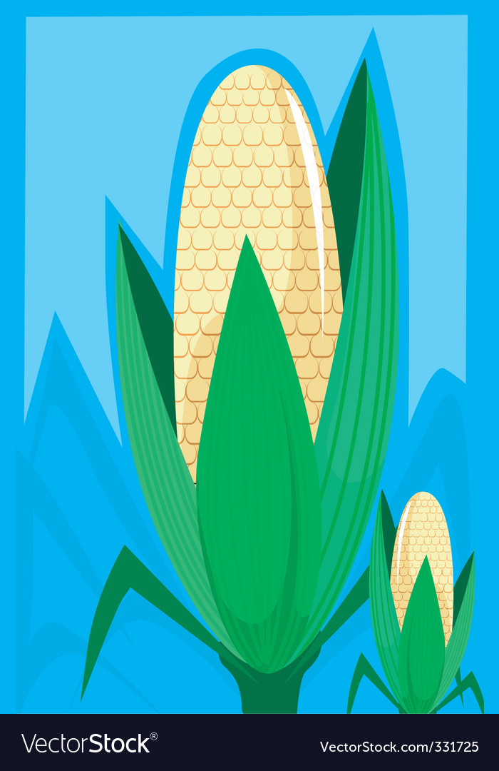 Maize Royalty Free Vector Image - VectorStock