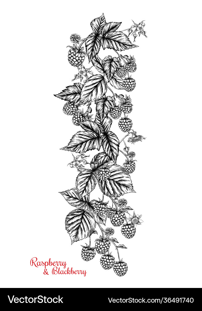 Raspberry and blackberry ripe berries on branch Vector Image