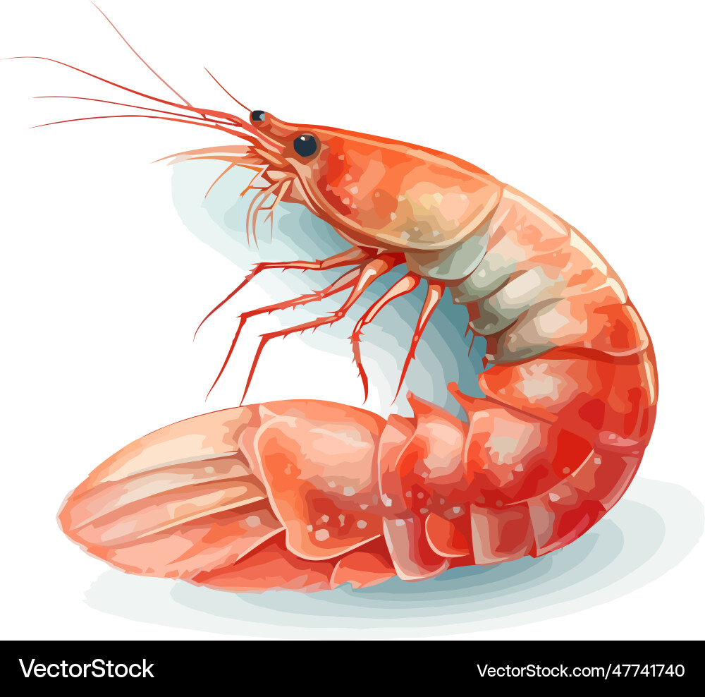 Shrimp cocktail drawing on a white background Vector Image