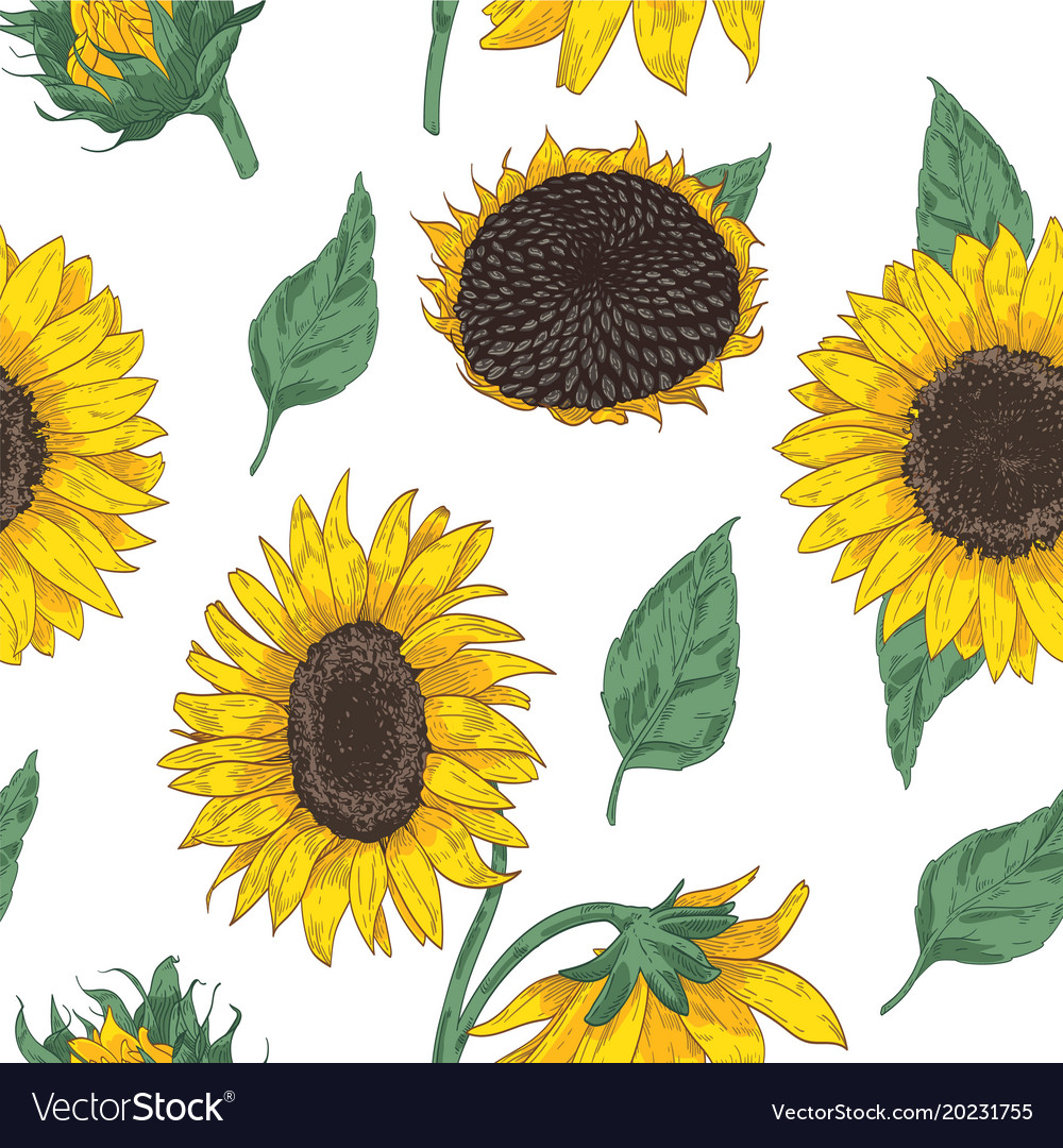 Elegant floral seamless pattern with sunflower Vector Image