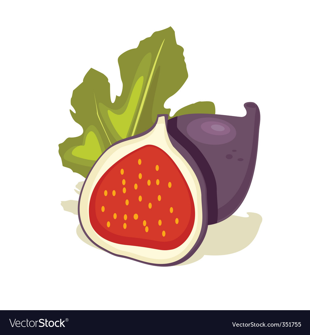 Fig Royalty Free Vector Image - VectorStock