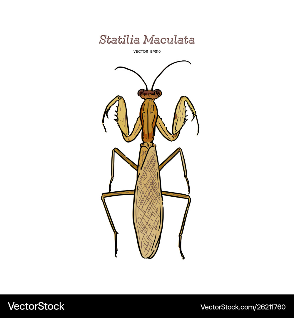 Statilia maculata hand draw sketch Royalty Free Vector Image