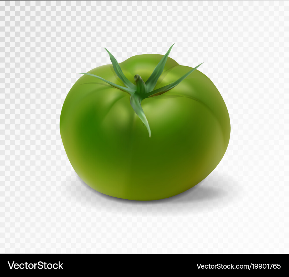 Green realistic isolated tomato 3d tomato Vector Image