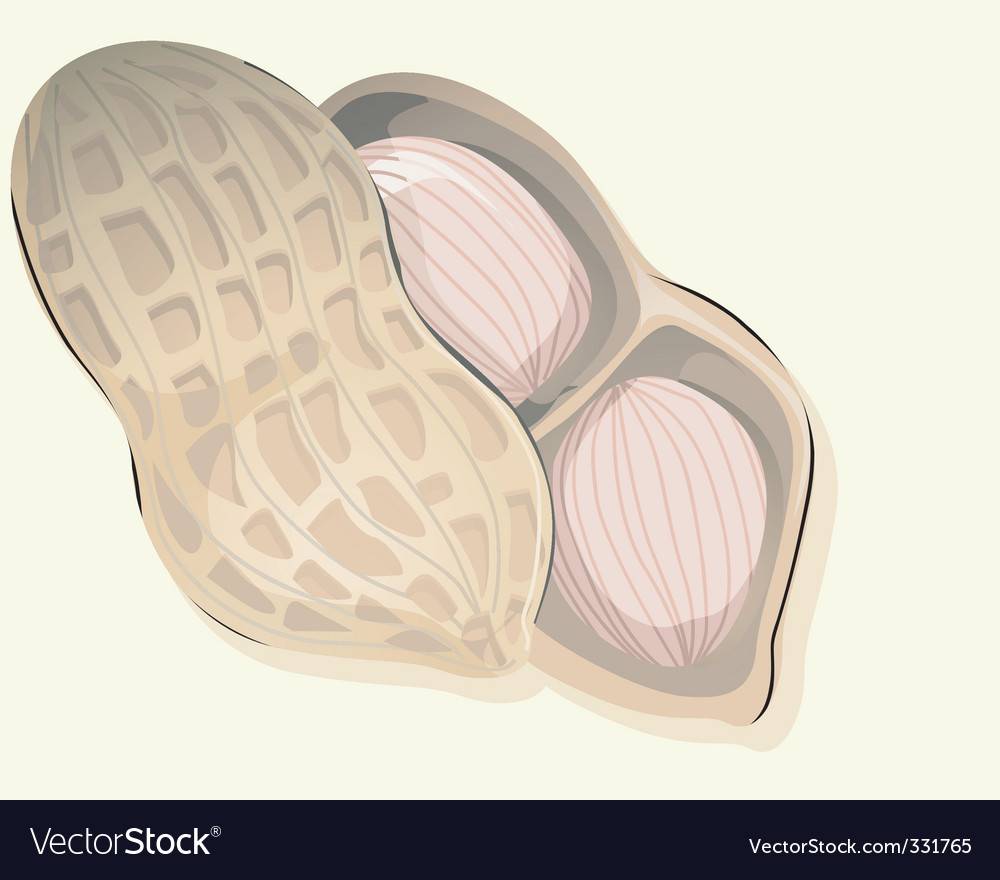 Groundnut Royalty Free Vector Image - VectorStock