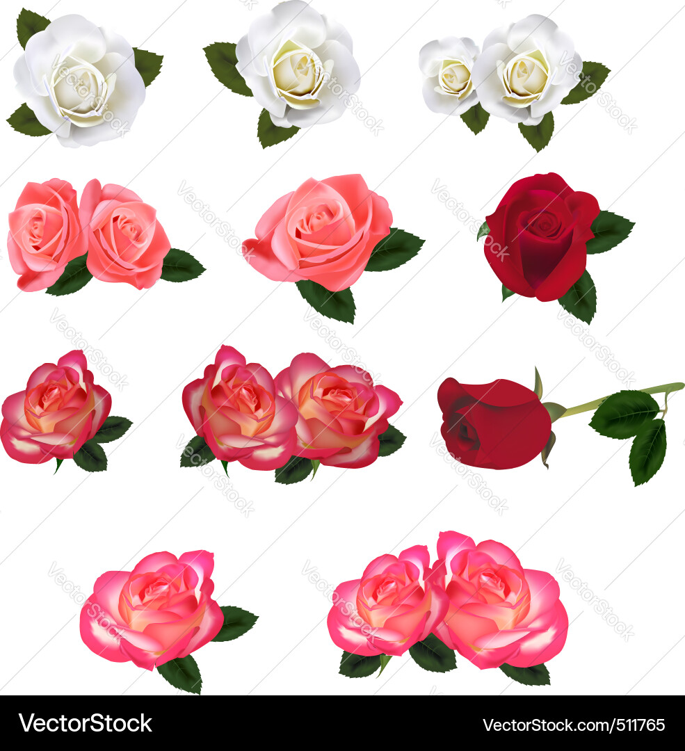 Set of a beautiful roses Royalty Free Vector Image