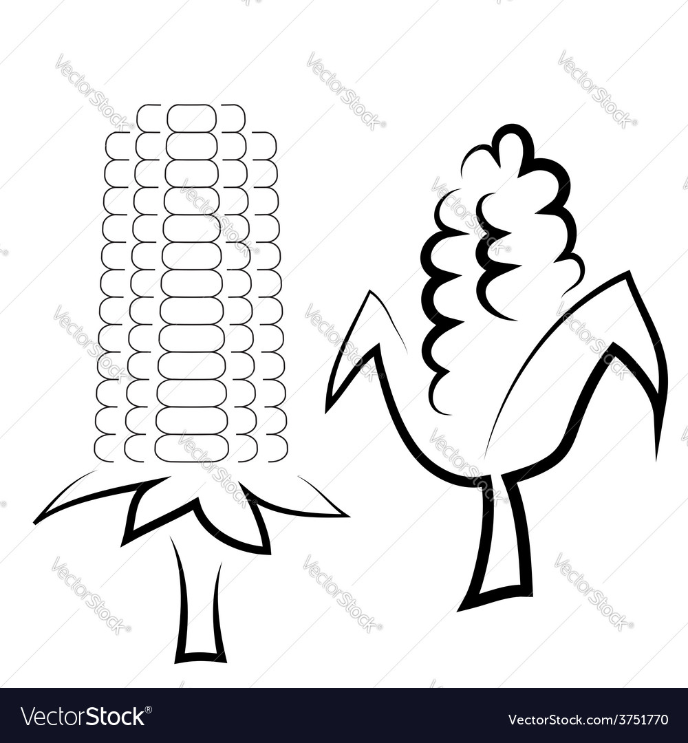 Corn cob Royalty Free Vector Image - VectorStock