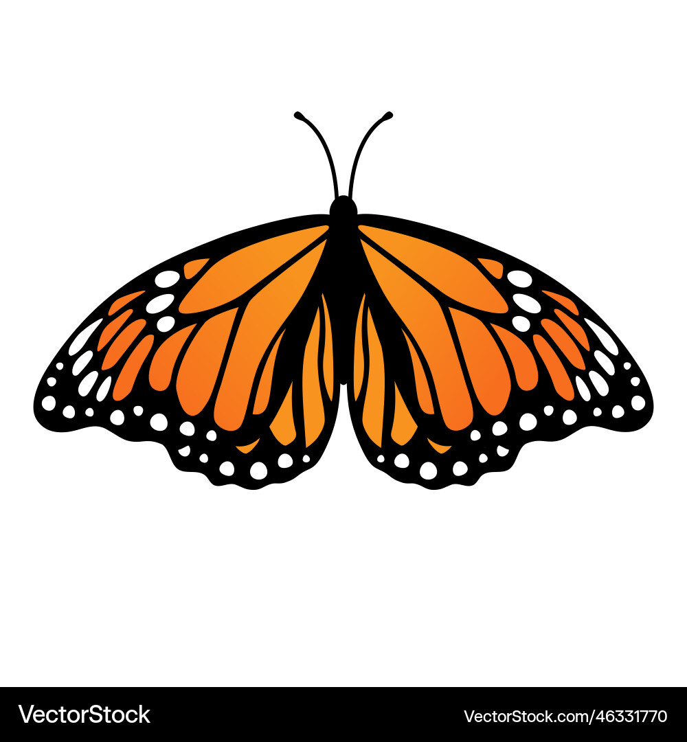 Monarch butterfly isolated on white background Vector Image
